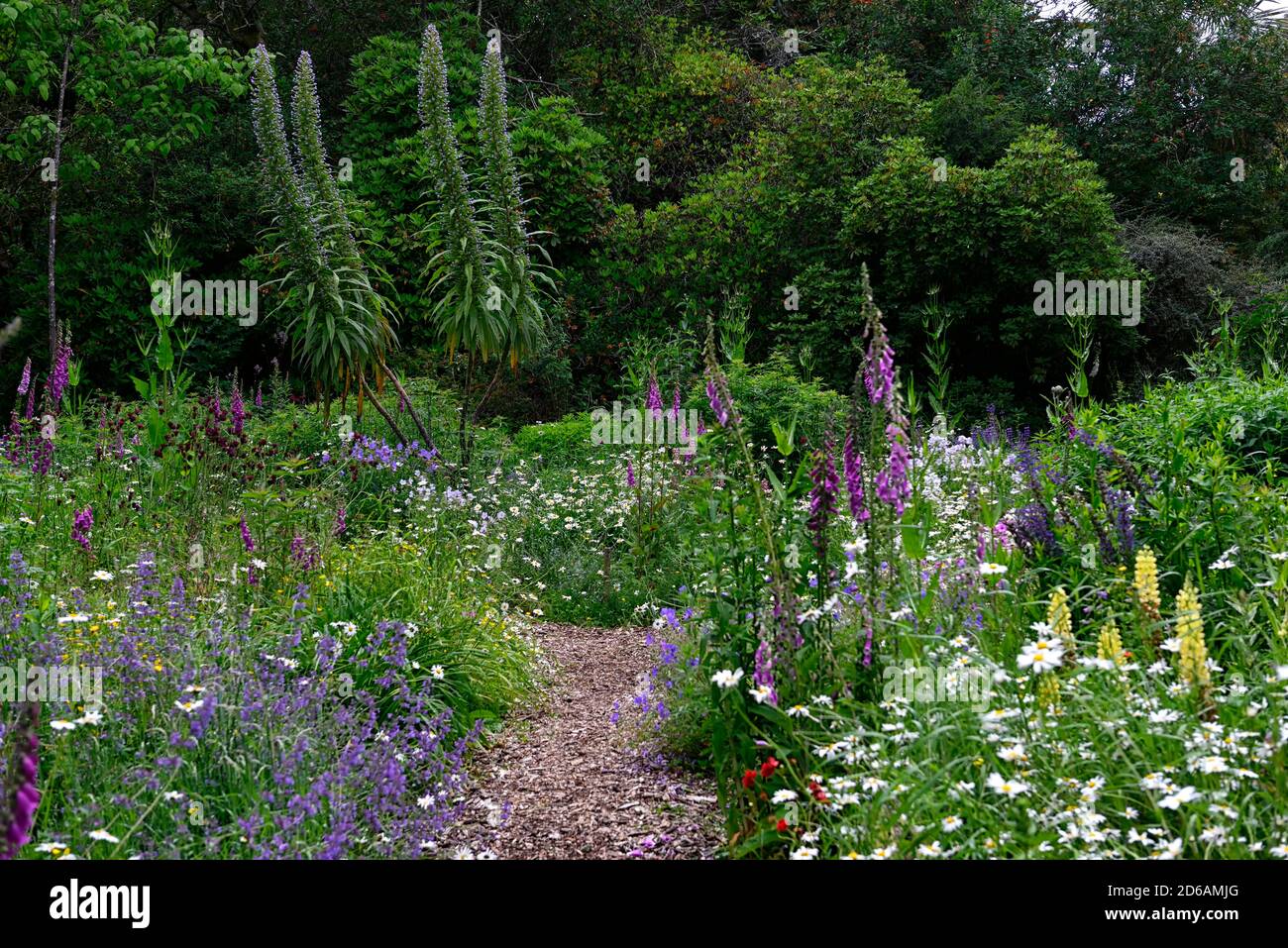 echium,wildflower lined path,pathway,digitalis,leucanthemum,oxeye daisy ...
