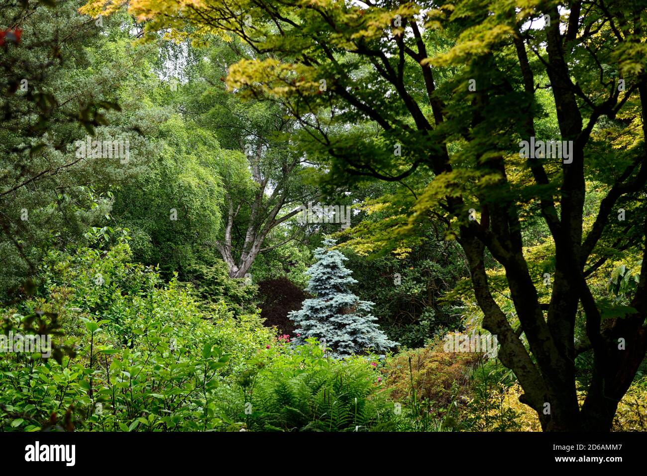Garden focal tree hi-res stock photography and images - Alamy