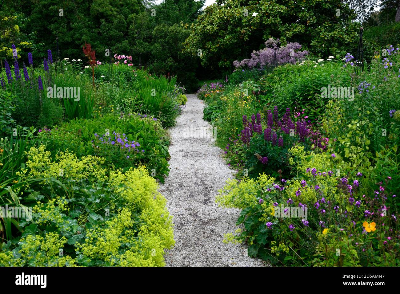double herbaceous border,borders,perennials,mix,mixed planting scheme ...