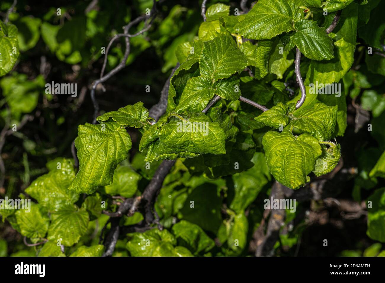 Leaves of Contorted Filbert (Corylus avellana 'Contorta' Stock Photo ...