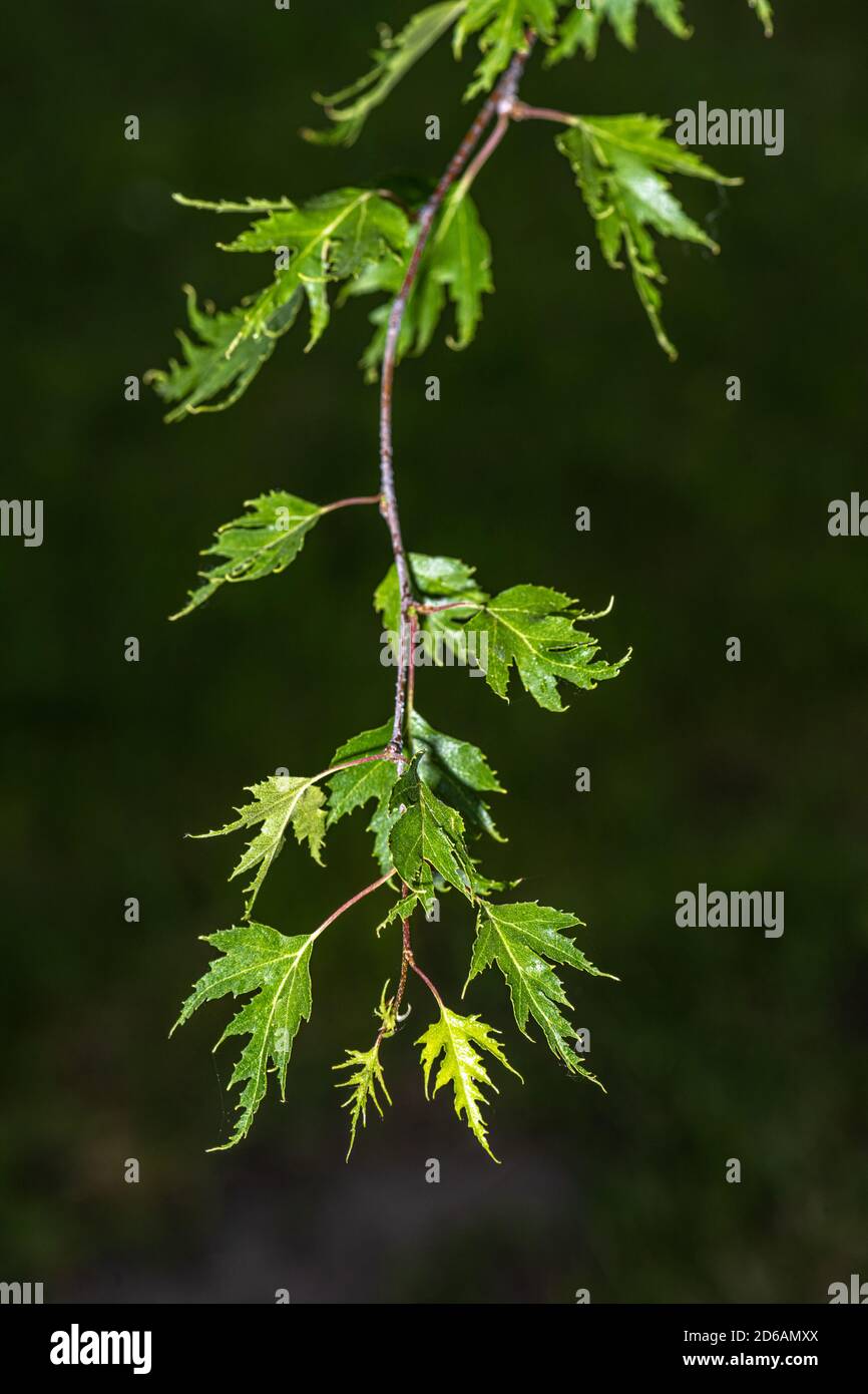 Leaves of Cutleaf Weeping European White Birch (Betula pendula ...