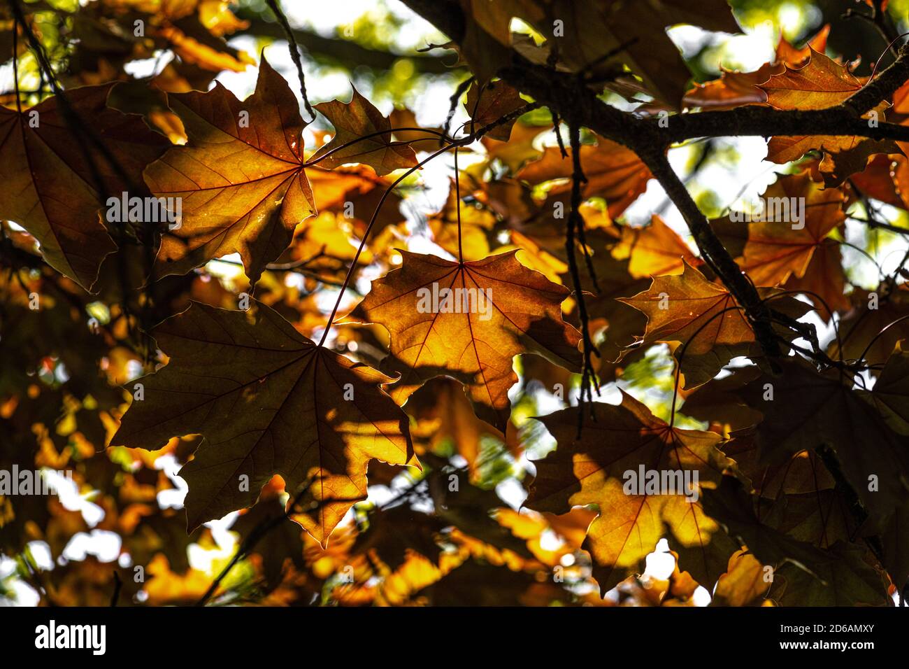 Leaves of Norway Maple (Acer platanoides 'Royal Red' Stock Photo - Alamy