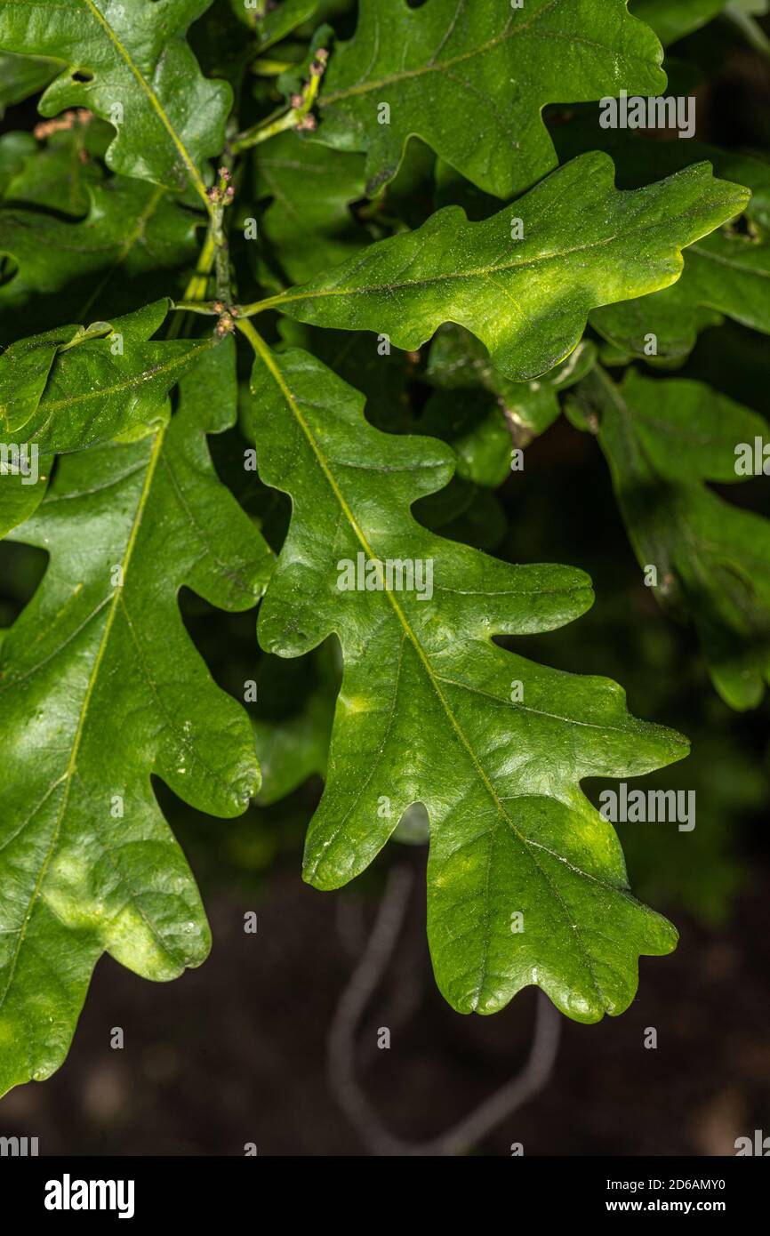 Leaves of Crimson Spire Oak (Quercus alba x robur 'Crimschmidt' Stock ...