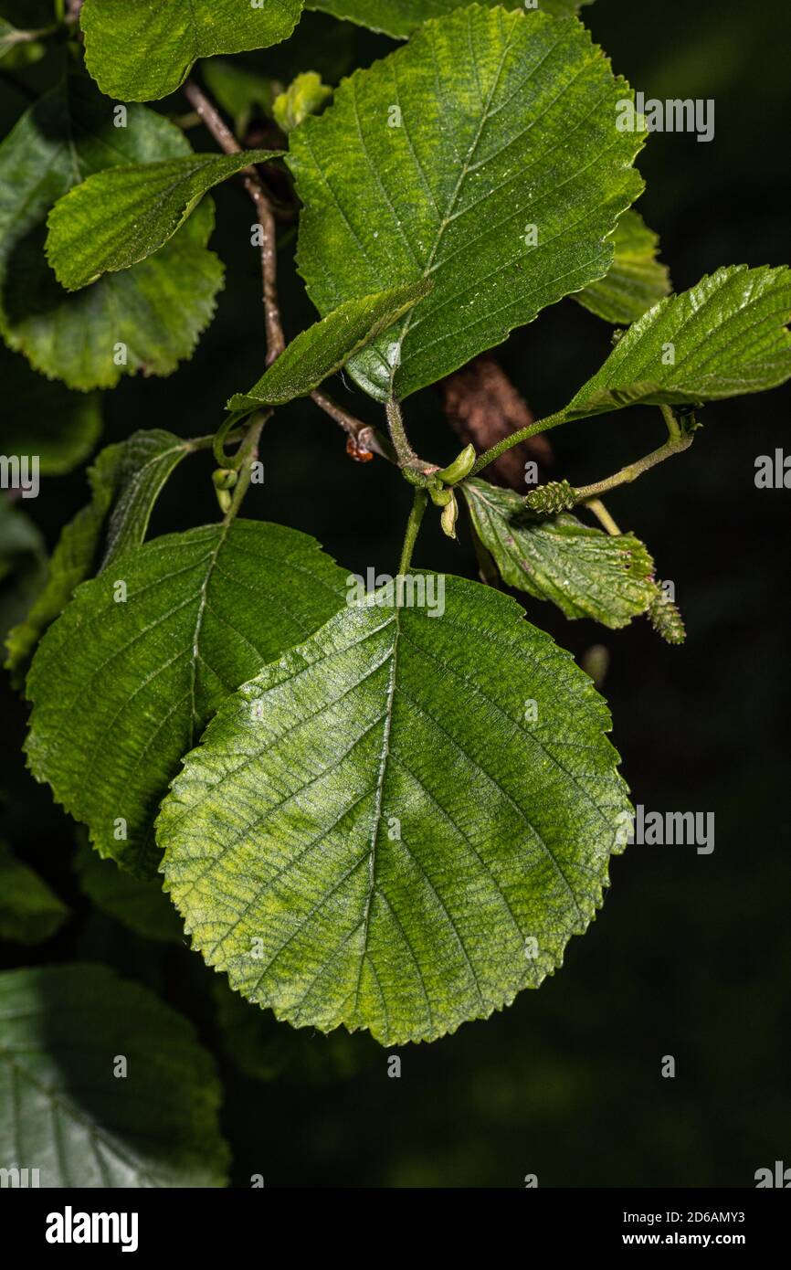 Leaves of European Alder (Alnus glutinosa Stock Photo - Alamy