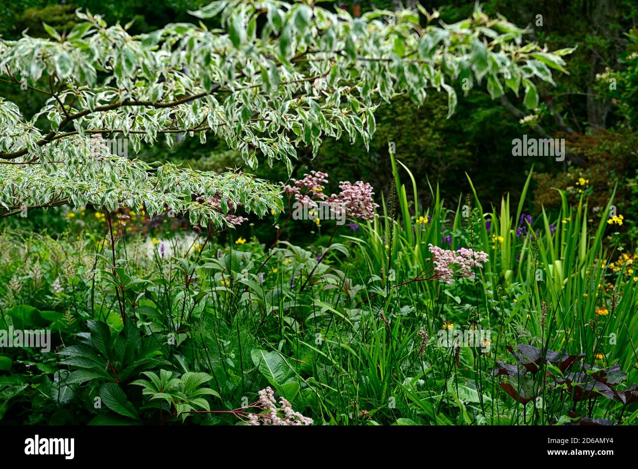 Cornus Controversa Variegata,wedding cake tree,garden feature,tree ...