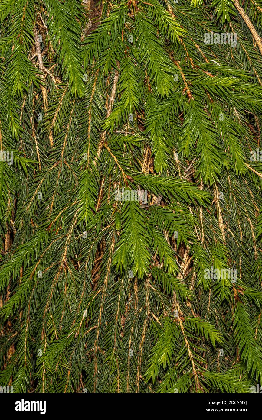 Leaves of Norway Spruce (Picea abies 'Frohburg' Stock Photo - Alamy