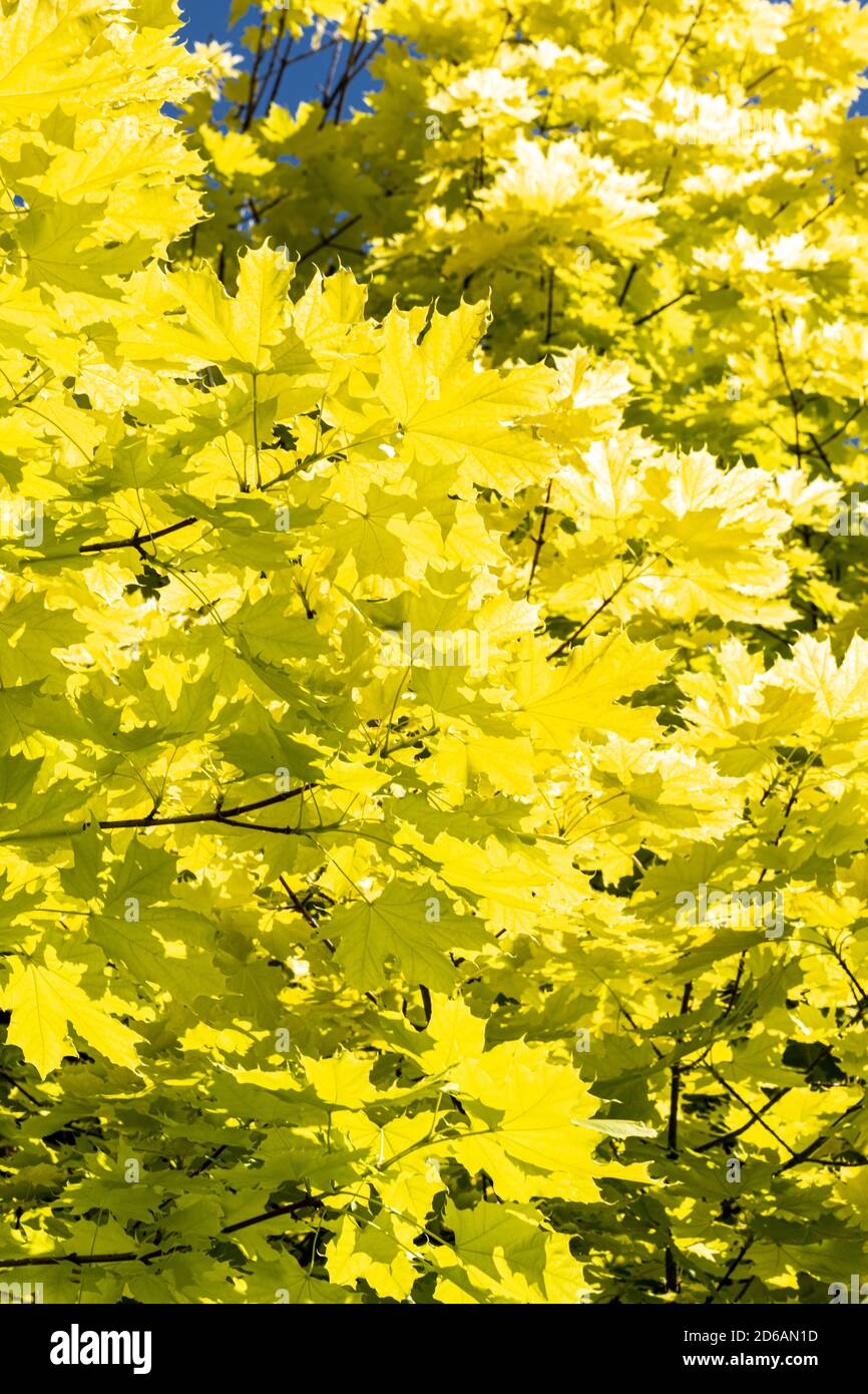 Leaves of Princeton Gold Norway Maple (Acer platanoides 'Princeton Gold ...