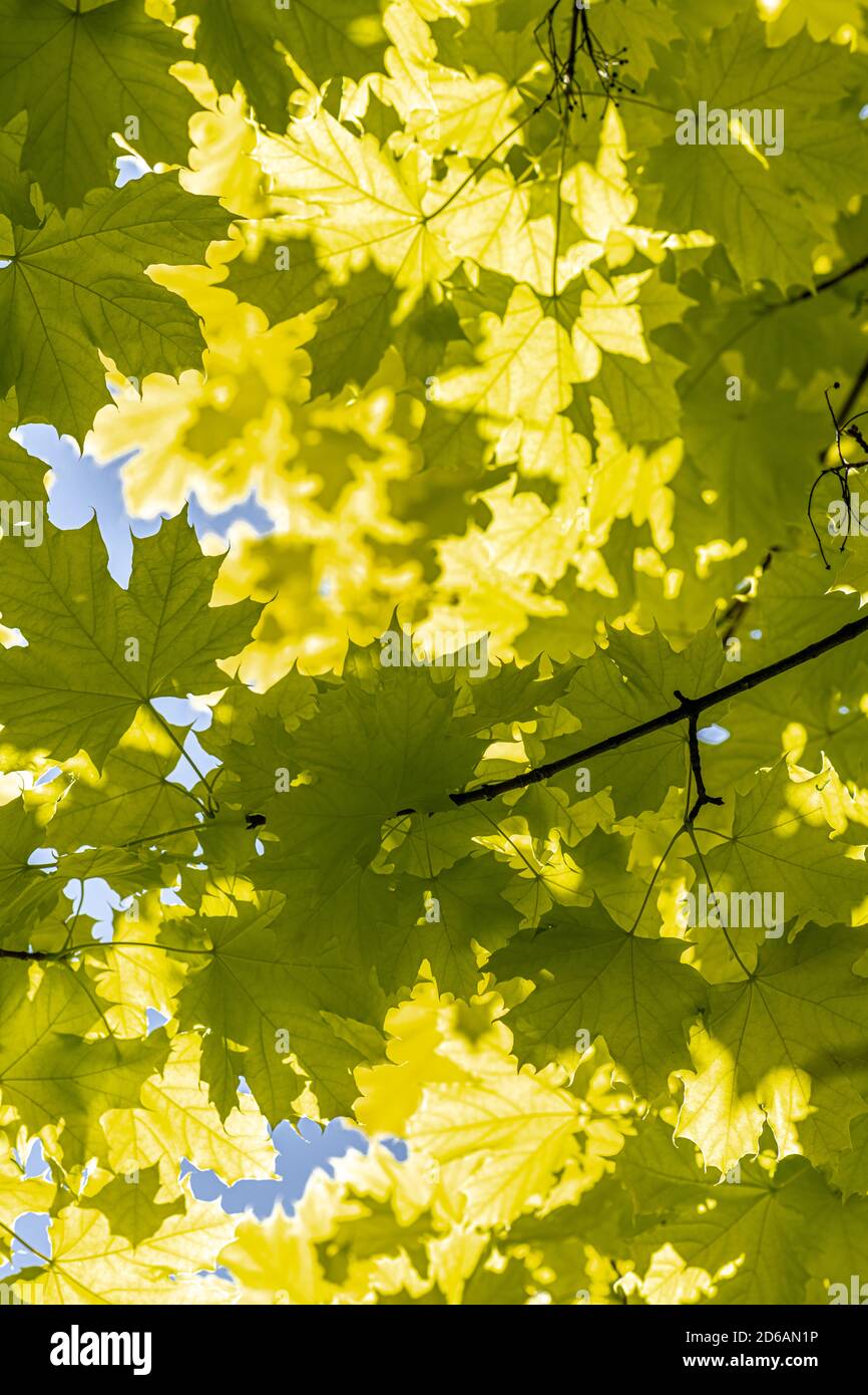 Leaves of Princeton Gold Norway Maple (Acer platanoides 'Princeton Gold ...