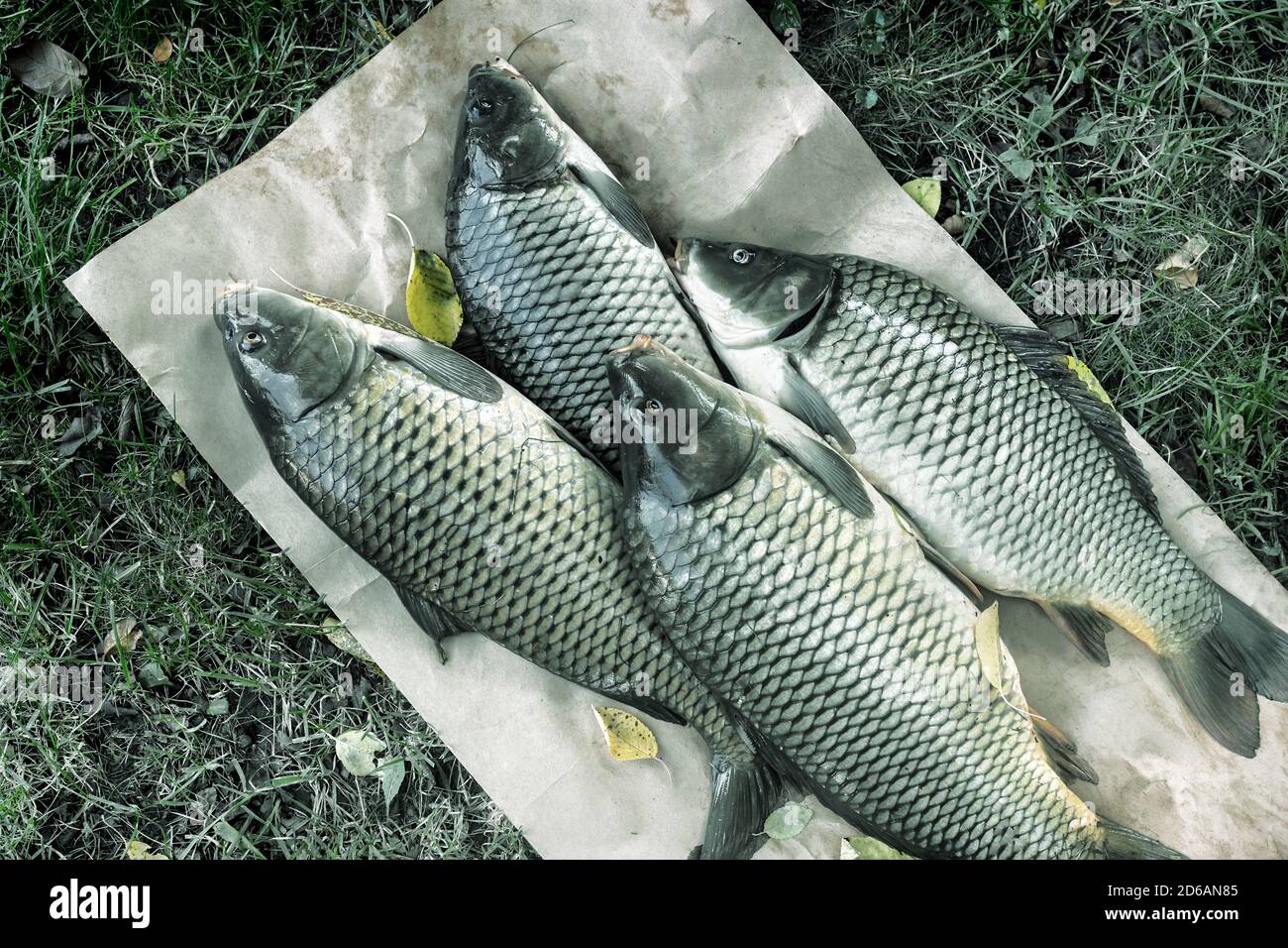 Fresh river fish carp caught in the river Stock Photo - Alamy