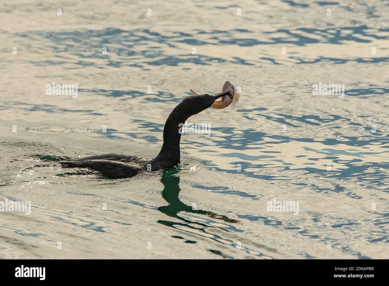 Cormoran diving hi-res stock photography and images - Alamy