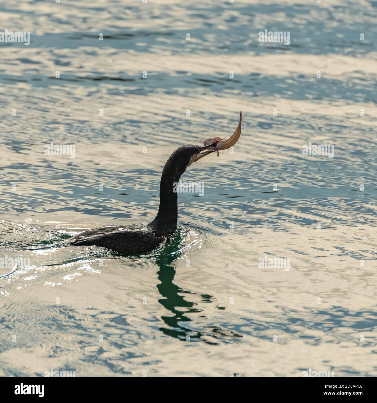 Cormoran diving hi-res stock photography and images - Alamy