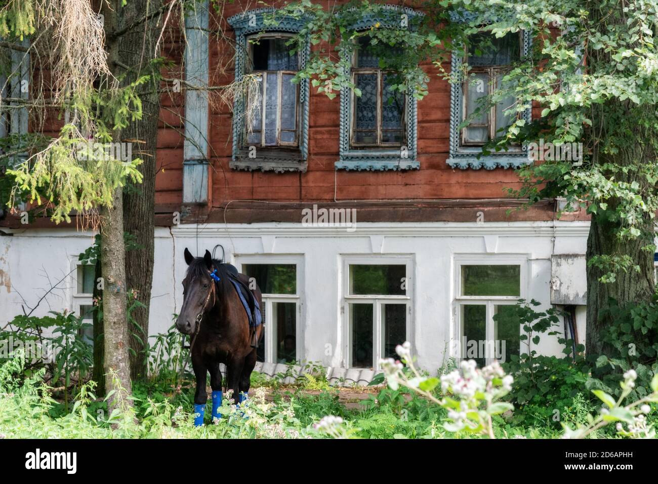 House horse animal hi-res stock photography and images - Alamy