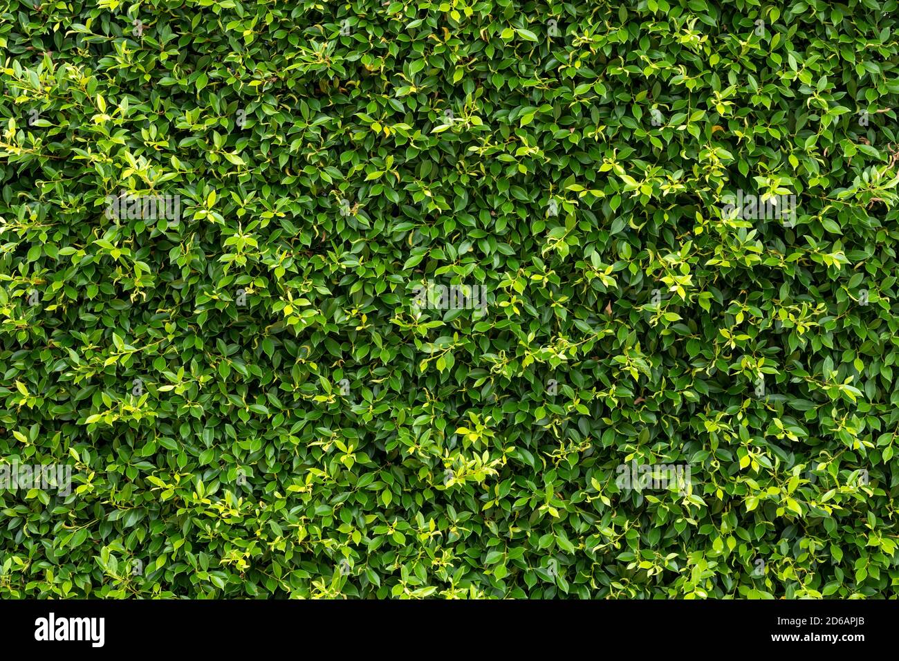 Green leaf square frame. Green leaves background or the natural walls ...