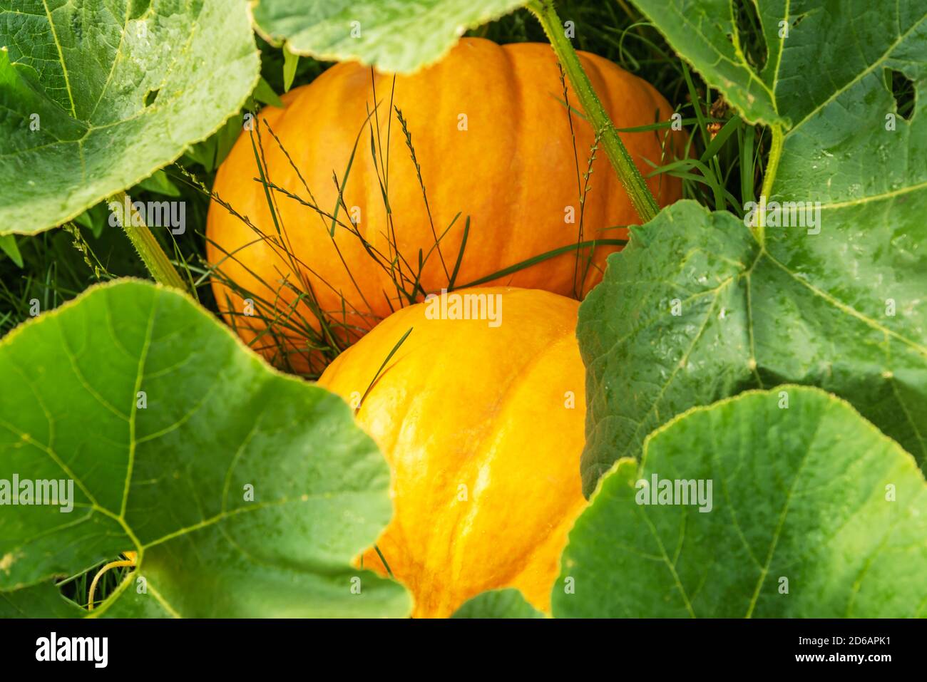 Calabash plant hi-res stock photography and images - Alamy