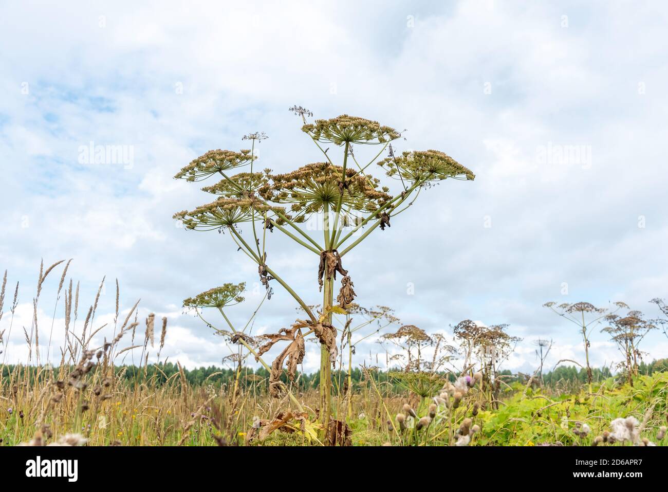 Weed field hi-res stock photography and images - Alamy