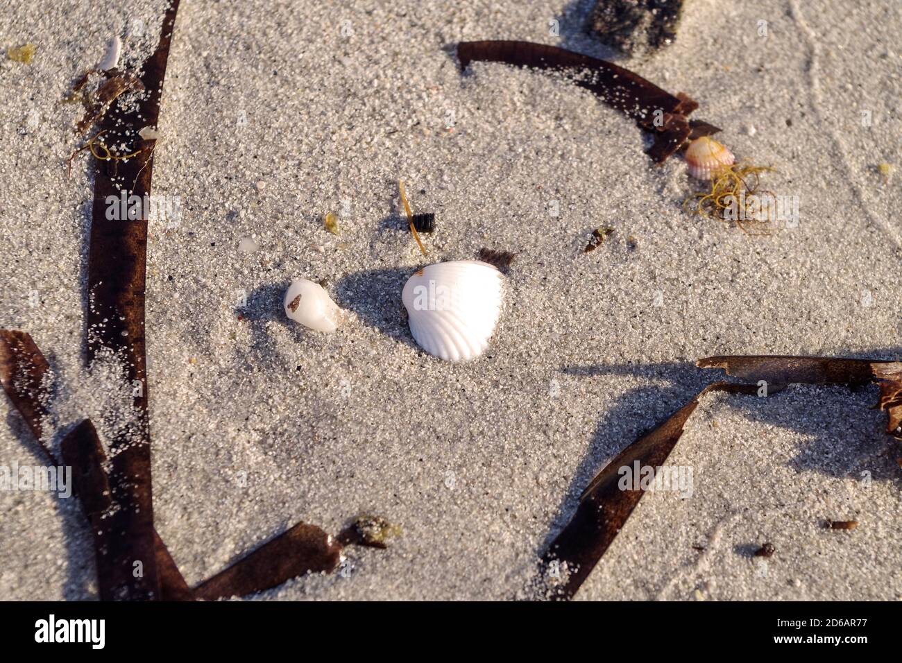 White shell on white sand beach in Sardinia, Italy Stock Photo - Alamy