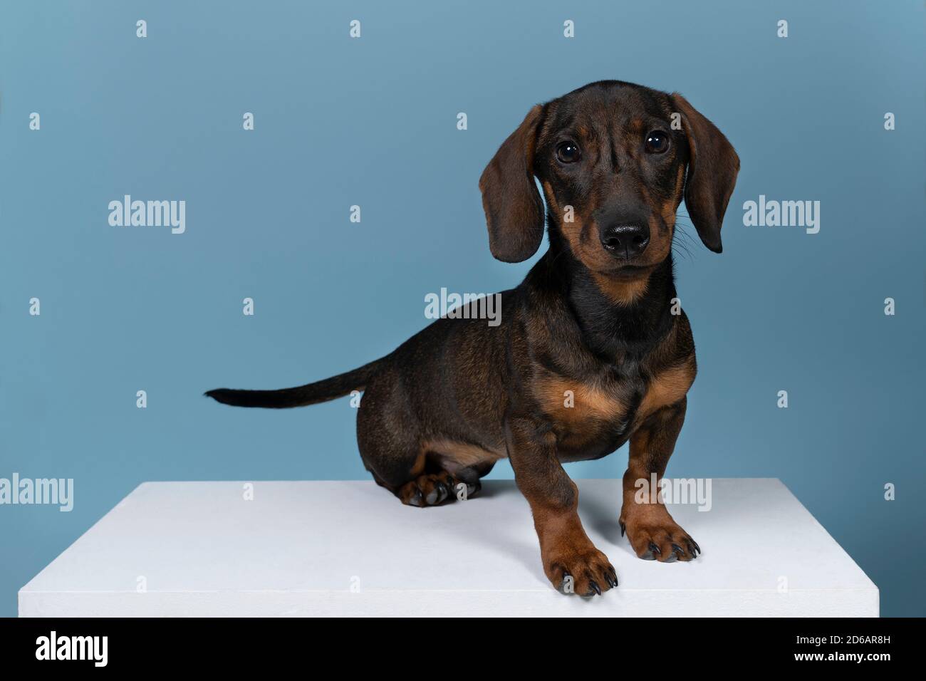 Closeup of a bi-colored wire-haired Dachshund dog isolated on a blue ...
