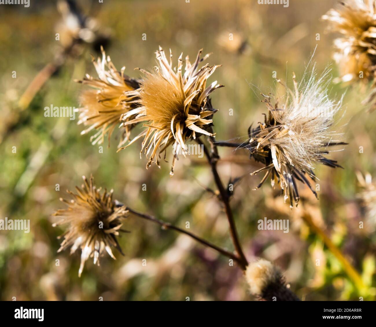 Weeds in the fall Stock Photo - Alamy