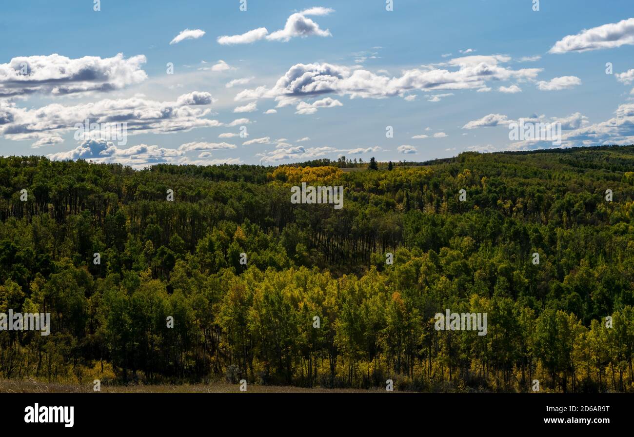Ranching alberta hi-res stock photography and images - Alamy