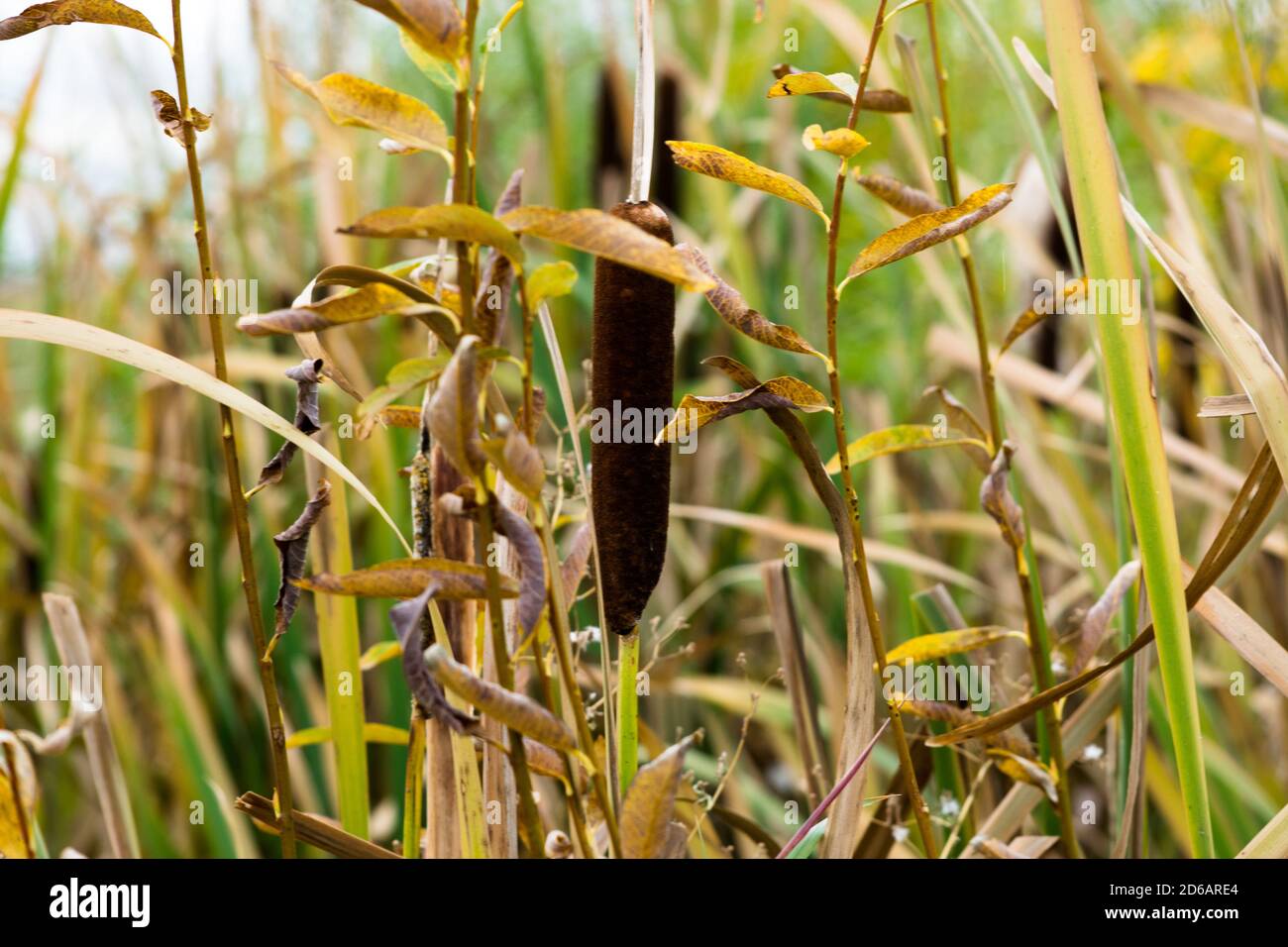 Calgary scenery hi-res stock photography and images - Alamy