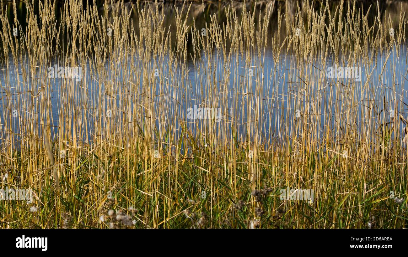 Calgary scenery hi-res stock photography and images - Alamy