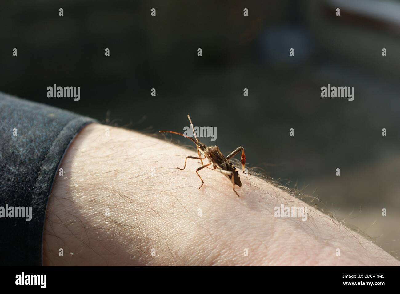 A Western conifer seed bug (Leptoglossus occidentalis Coreidae) a large ...