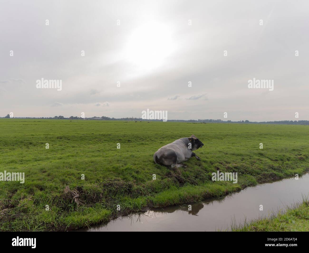A Gascon bull sitting in the meadow Stock Photo - Alamy