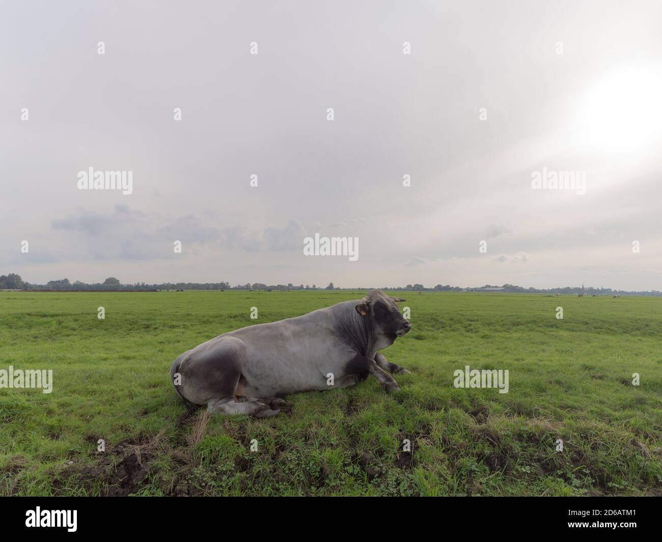 White gascon cow hi-res stock photography and images - Alamy