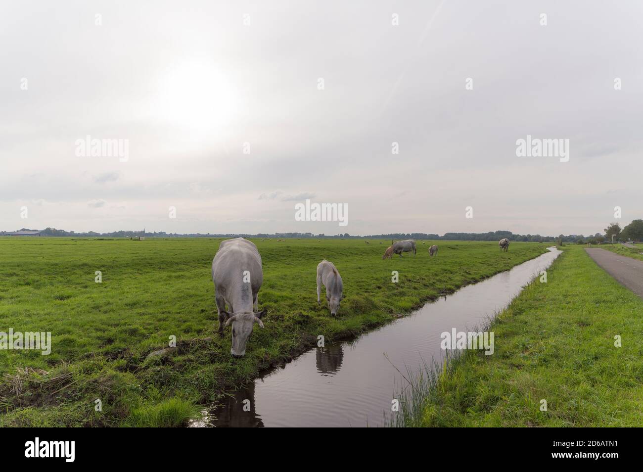 A Gascon cow and calf Stock Photo - Alamy