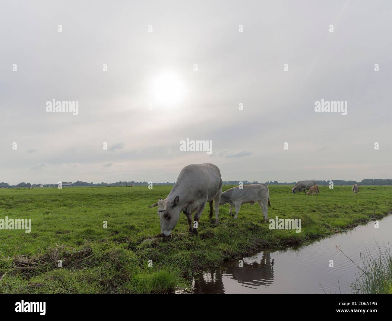 White gascon cow hi-res stock photography and images - Alamy