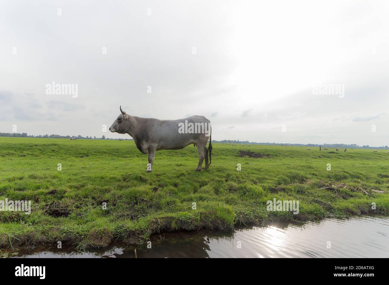 A Gascon cow standing in the meadow Stock Photo - Alamy