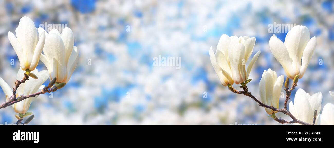 White magnolia garden hi-res stock photography and images - Alamy