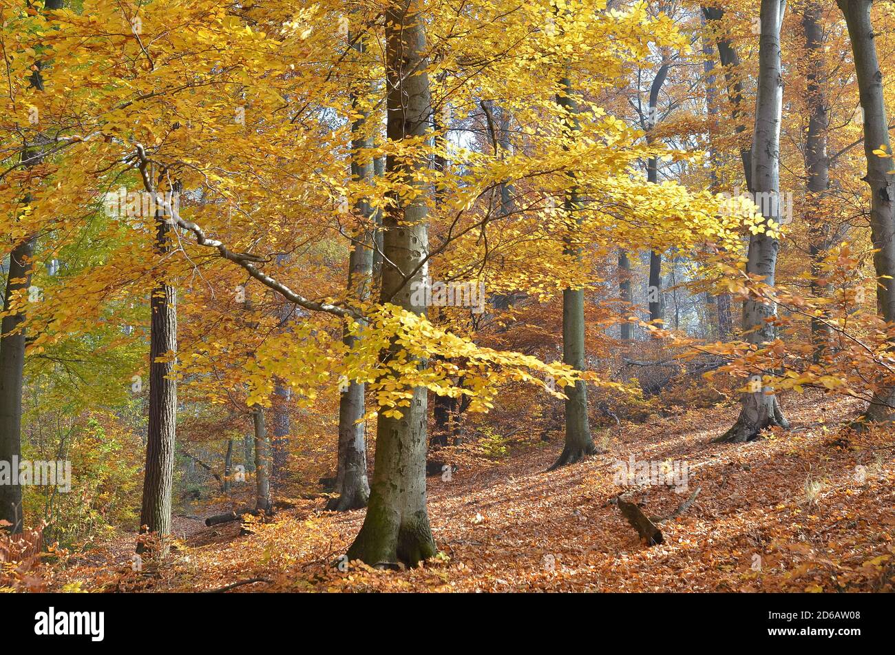 Thin tall trees with yellow leaves and the leafy ground Stock Photo - Alamy