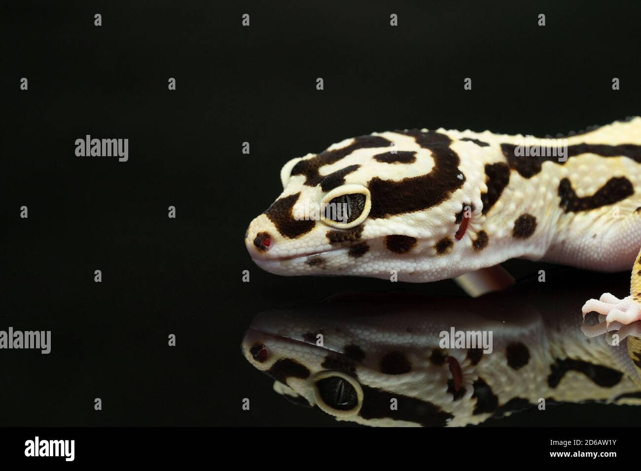 Black and ivory Leopard gecko lizard with blue grey eyes with a ...