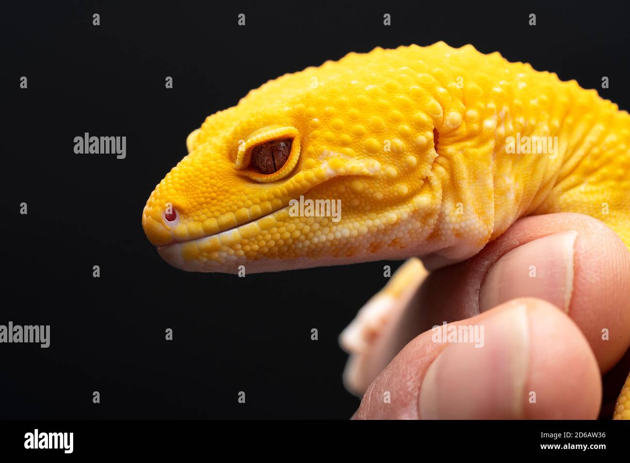 Yellow Leopard gecko lizard with red eyes held by a human hand on black ...