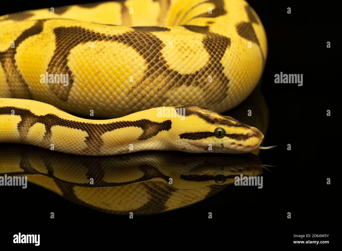 Close-up of a brown, green and yellow buttermorph ballpython adult full ...