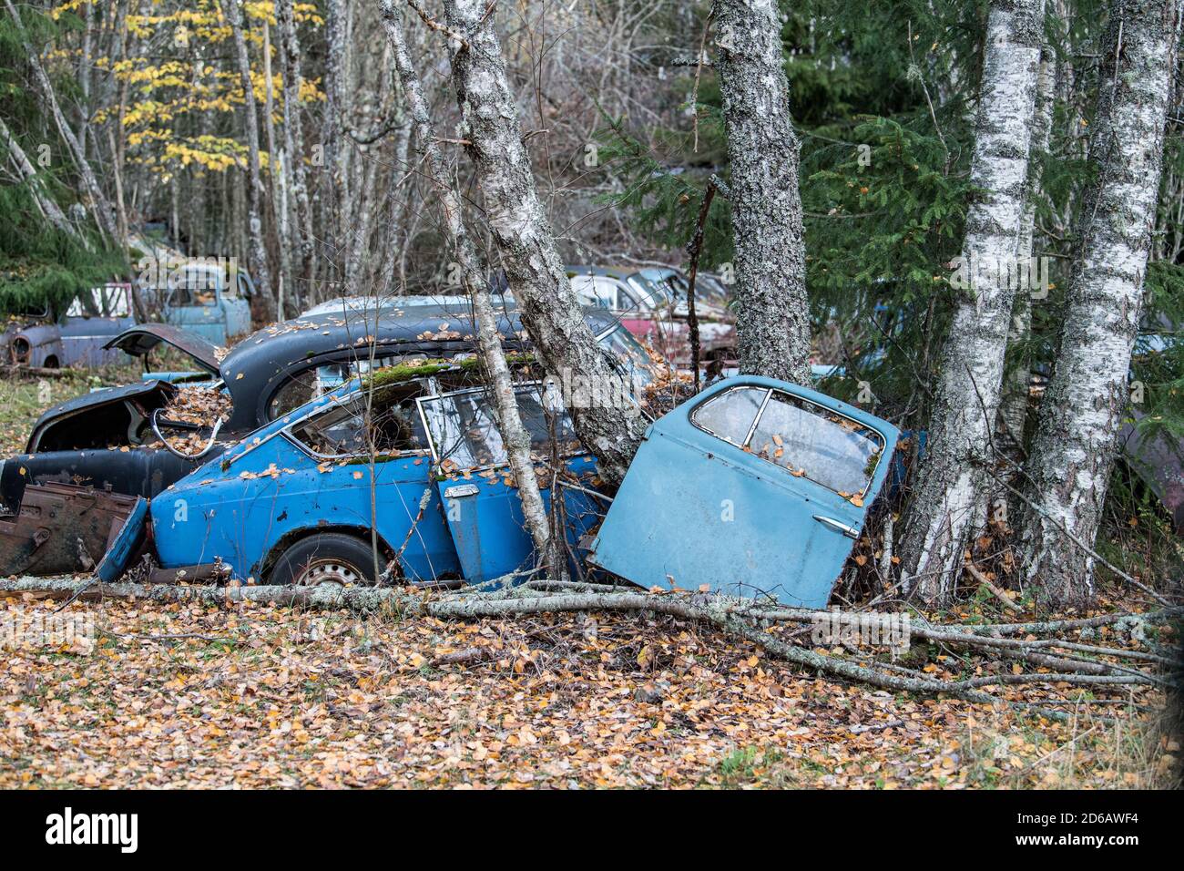 Car cemetery during autumn hi-res stock photography and images - Alamy
