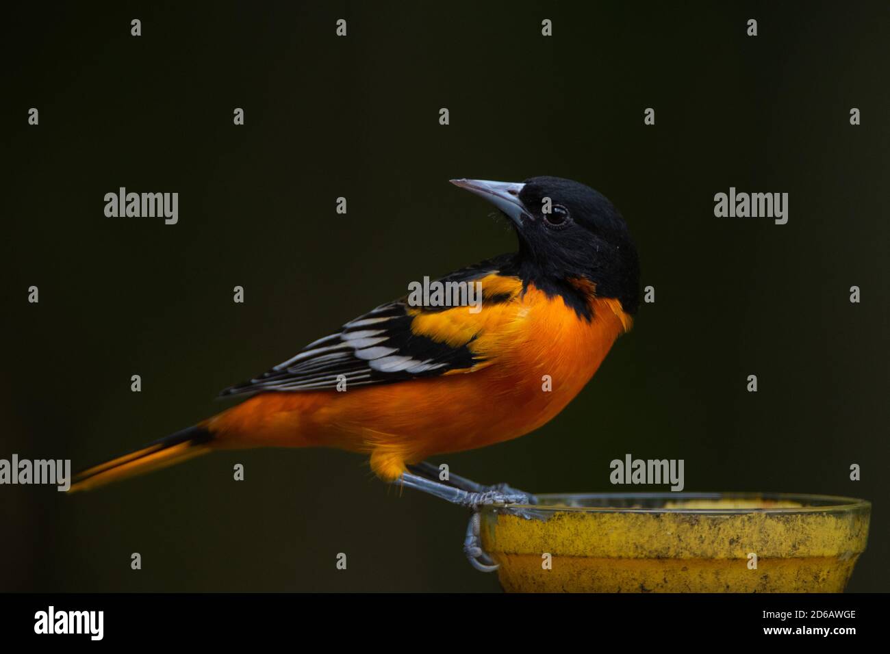Baltimore Oriole feeding in Michigan's Lower Peninsula Stock Photo - Alamy