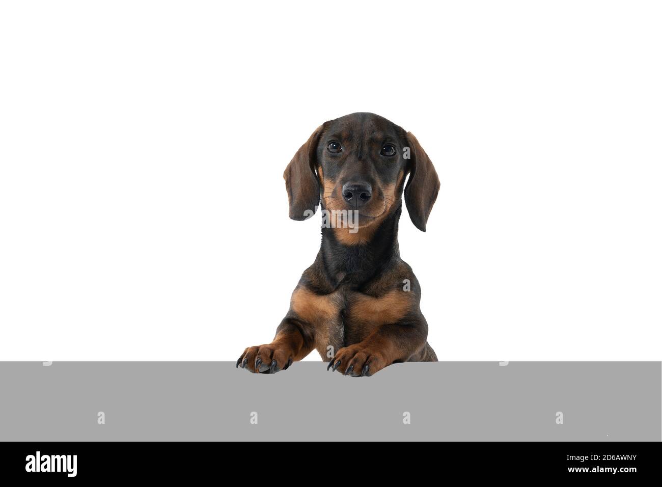 Closeup of a bi-colored black and tan wire-haired Dachshund dog ...