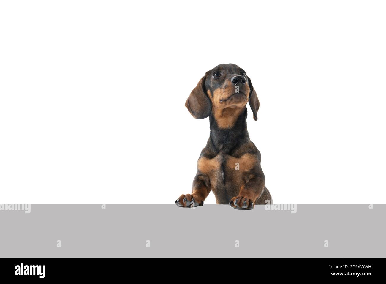 Closeup of a bi-colored black and tan wire-haired Dachshund dog ...