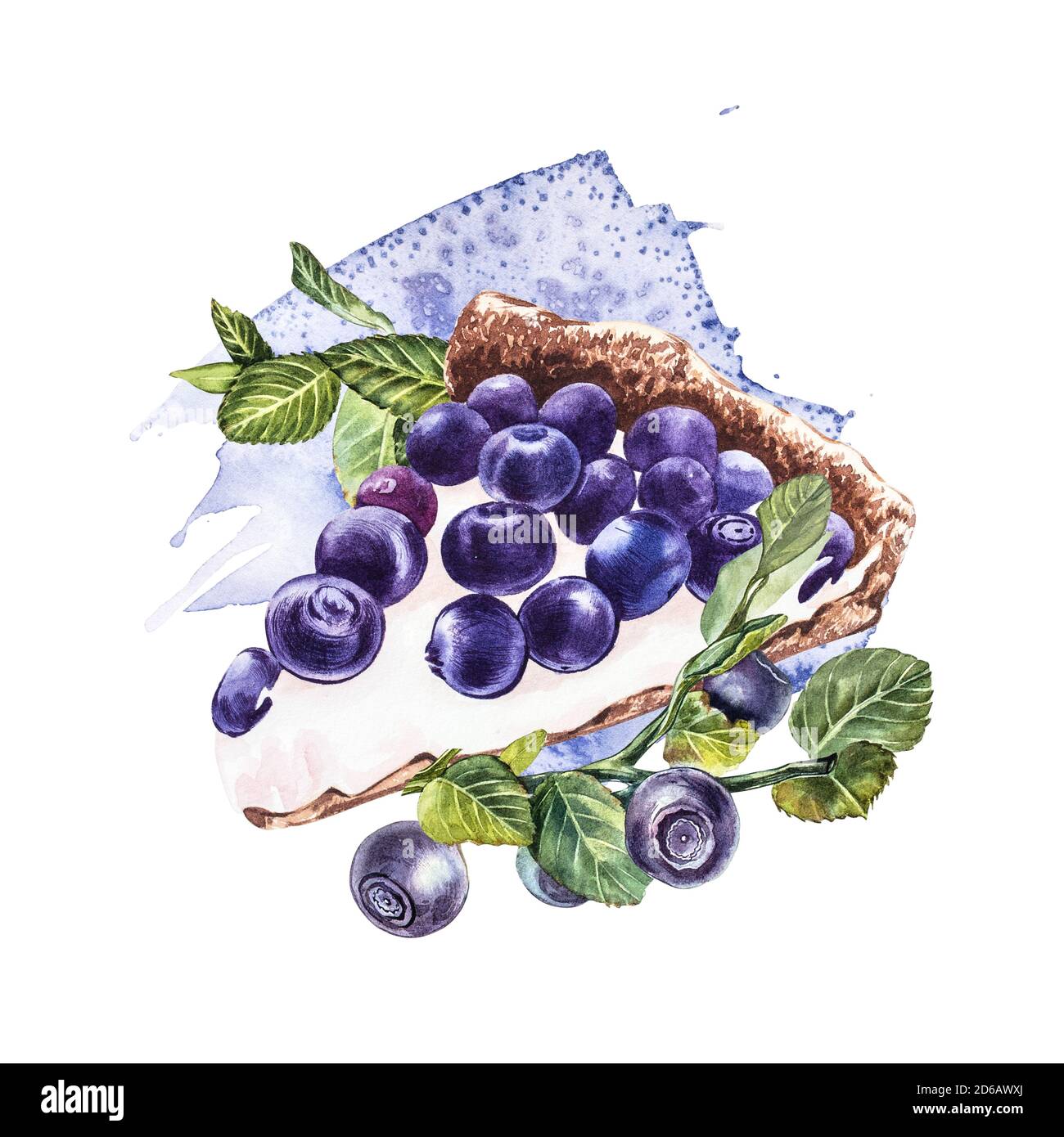 Blueberry. Watercolor botanical illustration. Hand drawn watercolor ...