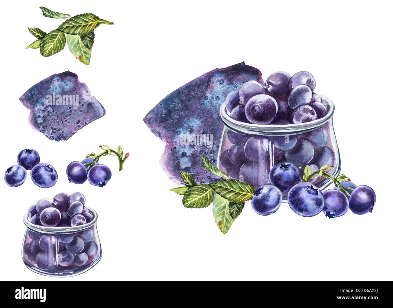 Blueberry. Watercolor botanical illustration. Hand drawn watercolor ...