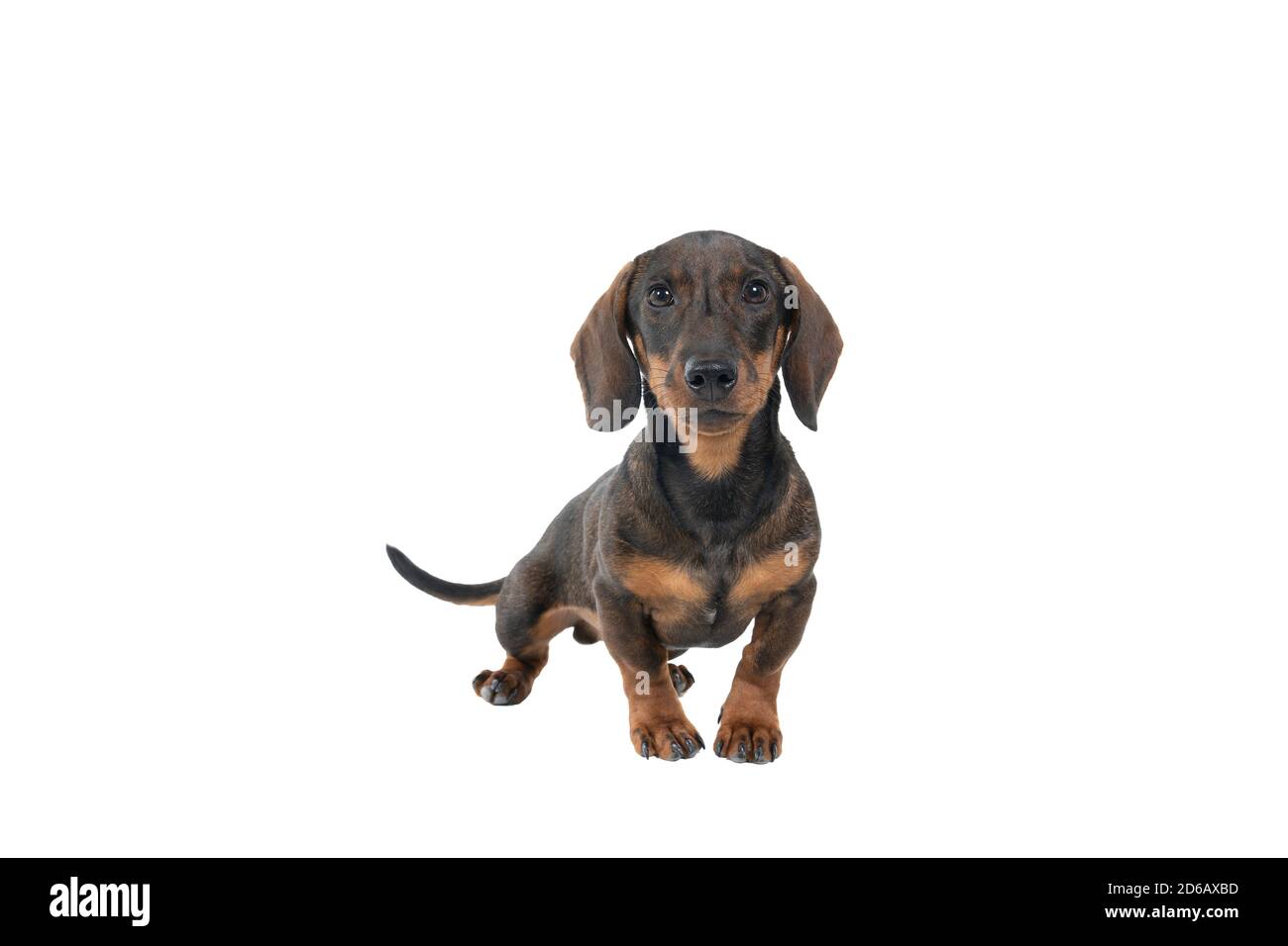 Closeup of a bi-colored black and tan wire-haired Dachshund dog full ...
