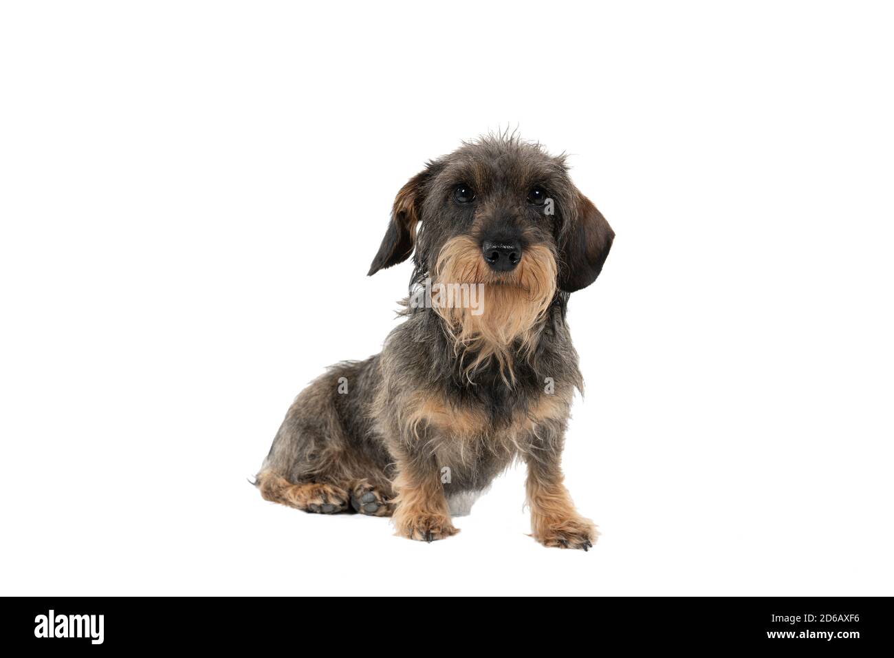 Full body Closeup of a bi-colored longhaired wire-haired Dachshund dog ...
