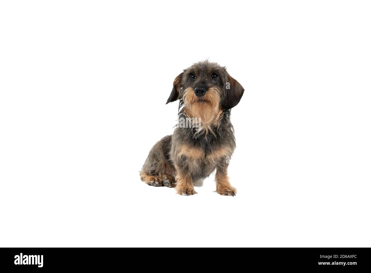 Full body Closeup of a bi-colored longhaired wire-haired Dachshund dog ...
