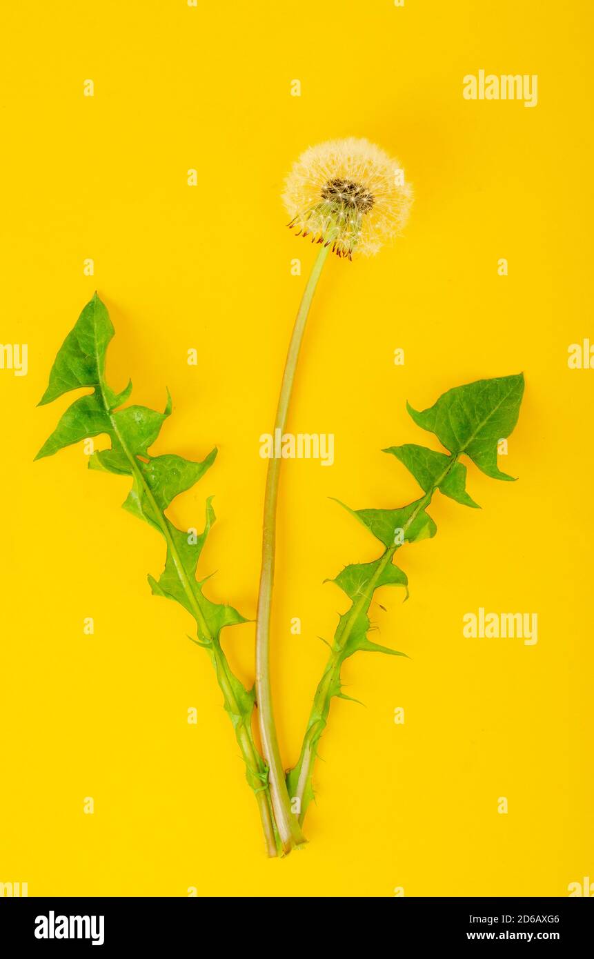 Single flower of white faded dandelion with green leaves Stock Photo ...