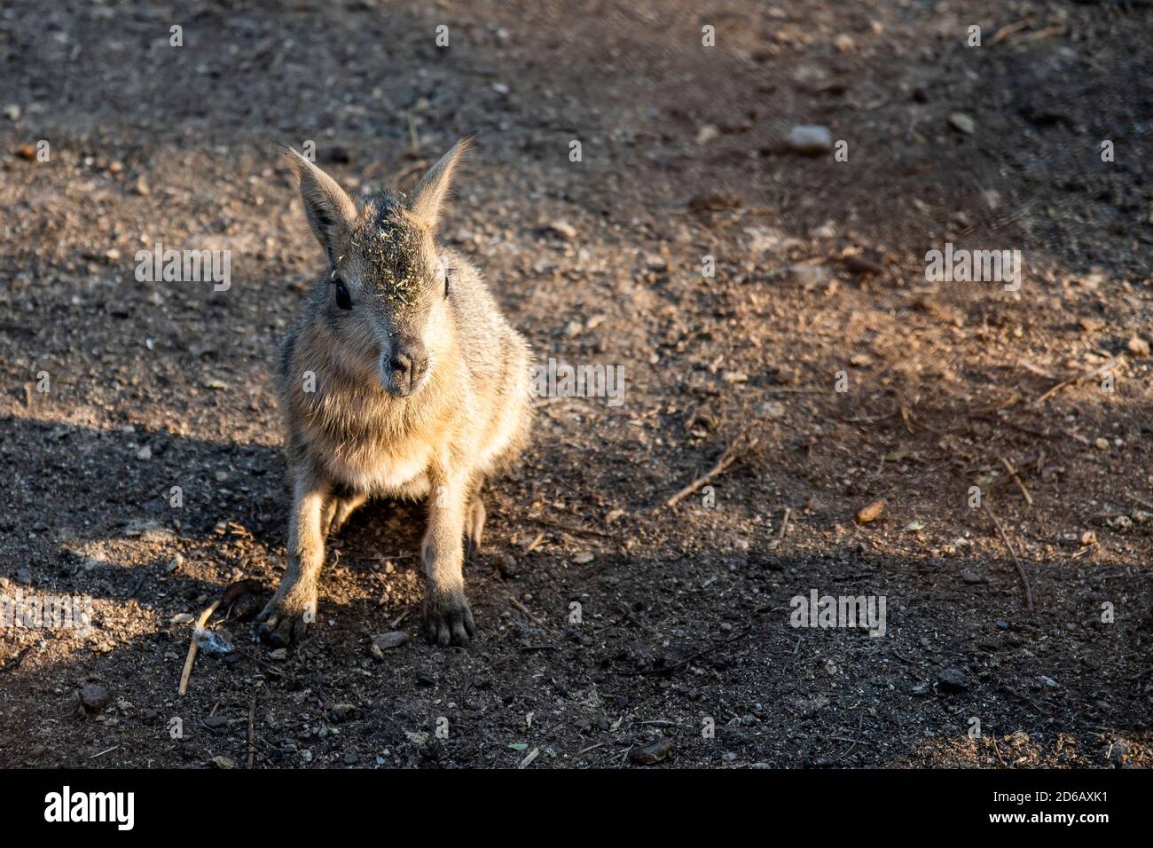A baby wild patagonian mara at sunset resting in one position. Cute ...