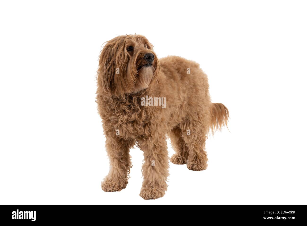 Golden Labradoodle looking aside standing isolated on white background ...