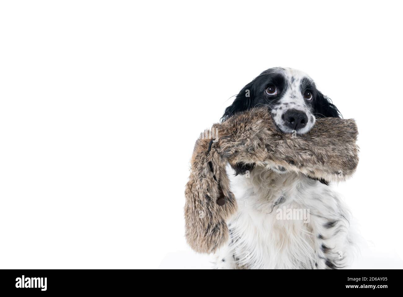 Working cocker hunting Cut Out Stock Images & Pictures - Alamy