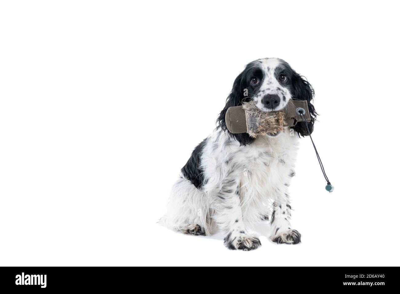 Full body portrait of an english cocker spaniel holding a hunting dummy ...